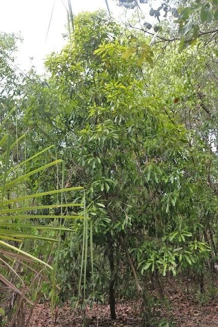 Buchanania arborescens (Little gooseberry) — Territory Native Plants