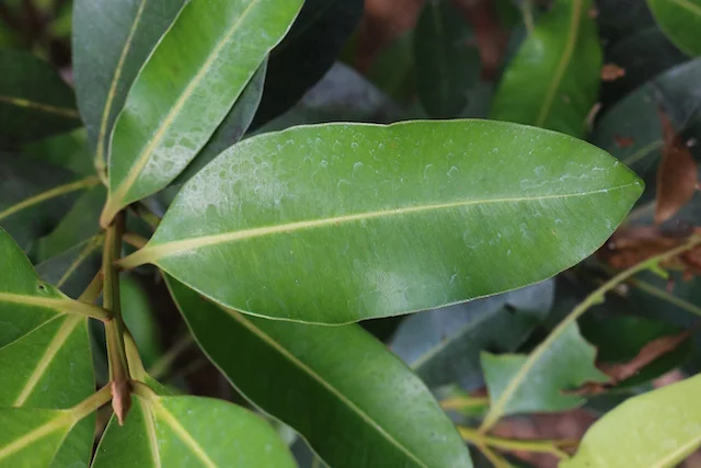 Calophyllum sil (Forest Shade) — Territory Native Plants
