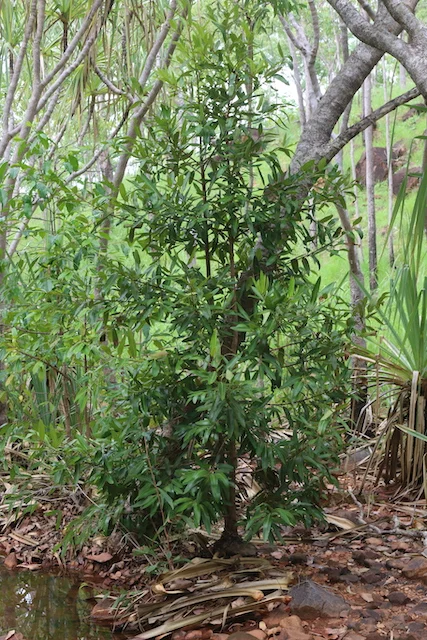 Calophyllum sil (Forest Shade) — Territory Native Plants