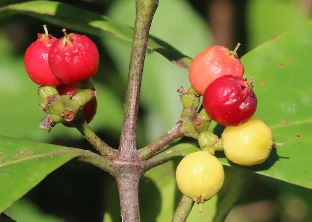 Carallia brachiata (Bush Currant) — Territory Native Plants