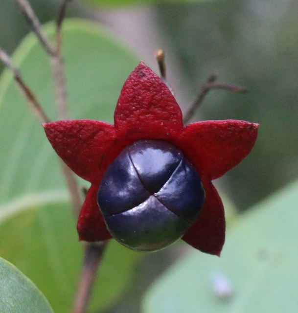 Clerodendrum floribundum (Lolly Bush) — Territory Native Plants