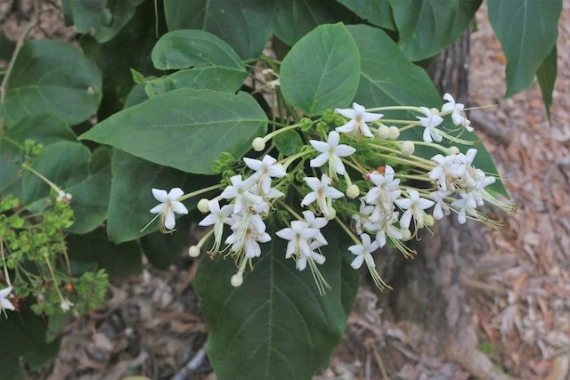 Clerodendrum floribundum (Lolly Bush) — Territory Native Plants
