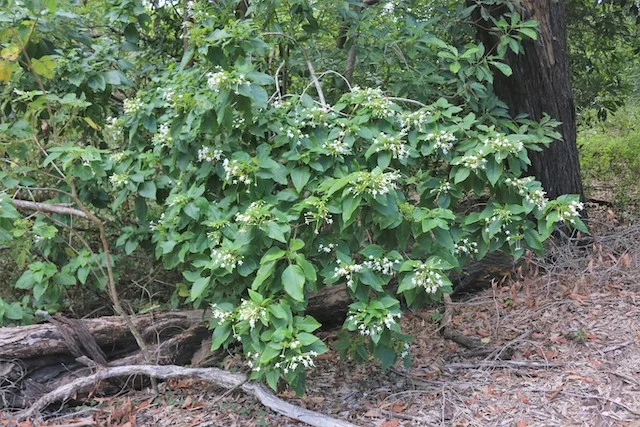 Clerodendrum floribundum (Lolly Bush) — Territory Native Plants