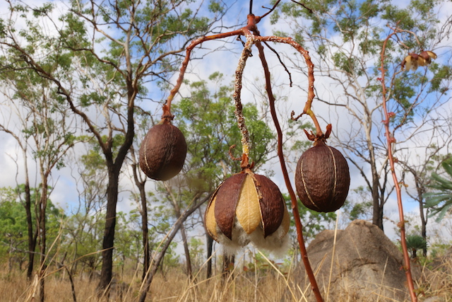 Cochlospermum fraseri (Yellow Kapok) — Territory Native Plants