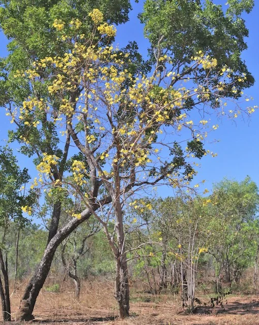 Cochlospermum fraseri (Yellow Kapok) — Territory Native Plants