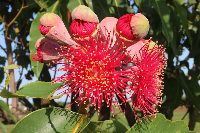 Corymbia ptychocarpa (Swamp Bloodwood) — Territory Native Plants