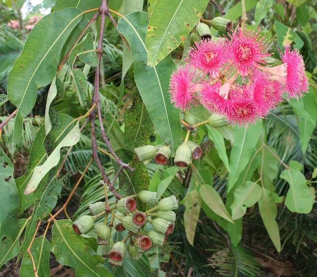 Corymbia ptychocarpa (Swamp Bloodwood) — Territory Native Plants