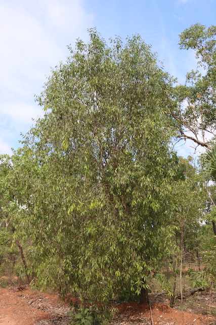 Denhamia obscura (Wooodland Feature) — Territory Native Plants