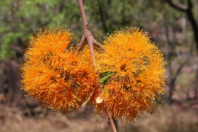 Eucalyptus phoenicea (Scarlet gum) — Territory Native Plants