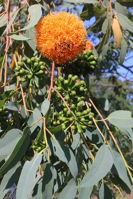 Eucalyptus phoenicea (Scarlet gum) — Territory Native Plants