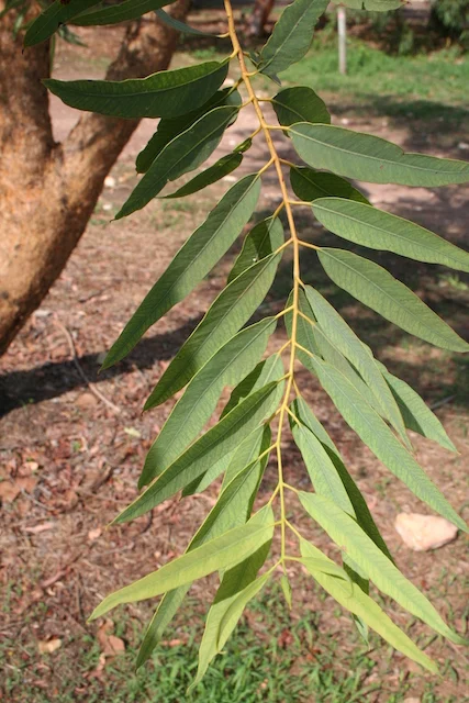 Eucalyptus phoenicea (Scarlet gum) — Territory Native Plants