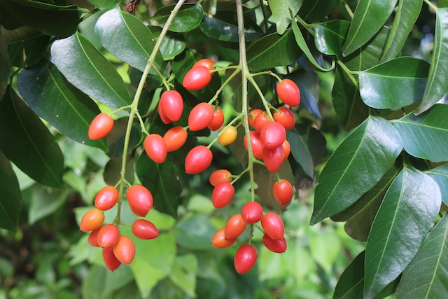 Ganophyllum falcatum (Scaly Ash) — Territory Native Plants