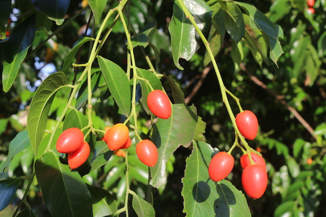 Ganophyllum falcatum (Scaly Ash) — Territory Native Plants