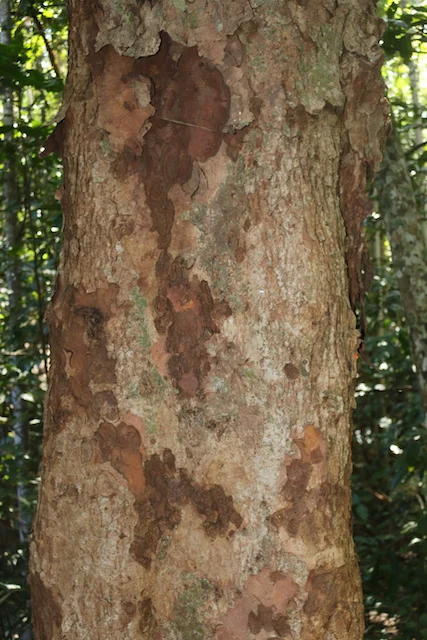Ganophyllum falcatum (Scaly Ash) — Territory Native Plants