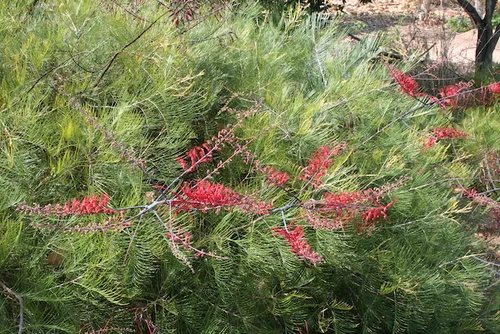 Grevillea dryandri (Dryandri) — Territory Native Plants