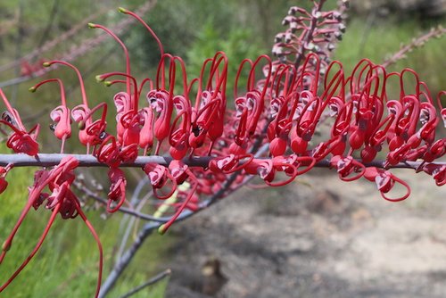 Grevillea dryandri (Dryandri) — Territory Native Plants