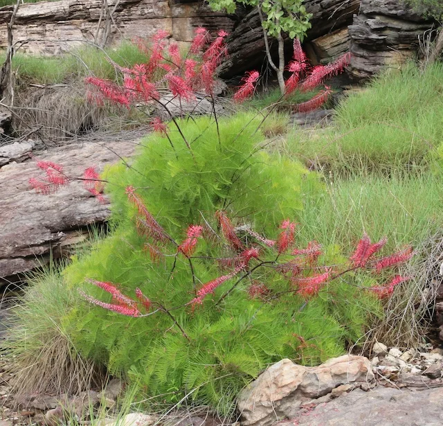 Grevillea dryandri (Dryandri) — Territory Native Plants