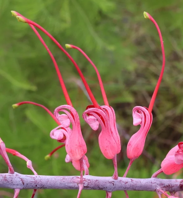 Grevillea dryandri (Dryandri) — Territory Native Plants