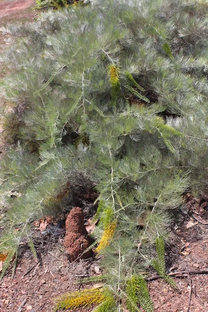 Grevillea formosa (Yellow, Mt Brockman) — Territory Native Plants