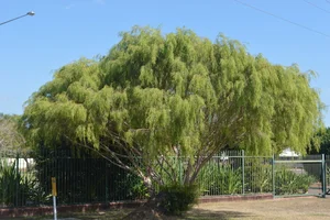 Leptospermum madidum (Weeping Tea Tree) — Territory Native Plants