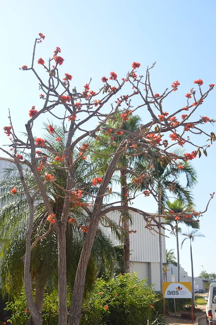 Brachychiton megaphyllus (Red-flowered kurrajong) — Territory Native Plants