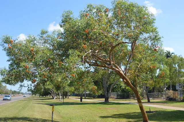 Eucalyptus phoenicea (Scarlet gum) — Territory Native Plants
