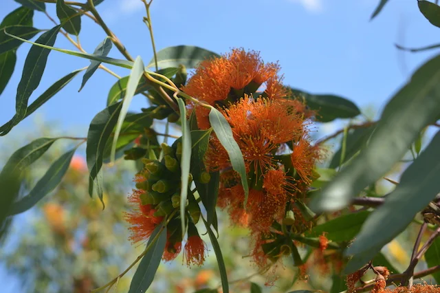 Eucalyptus phoenicea (Scarlet gum) — Territory Native Plants
