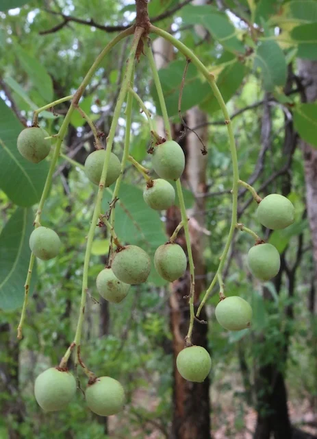 Darwin and NT Native Plants — Territory Native Plants