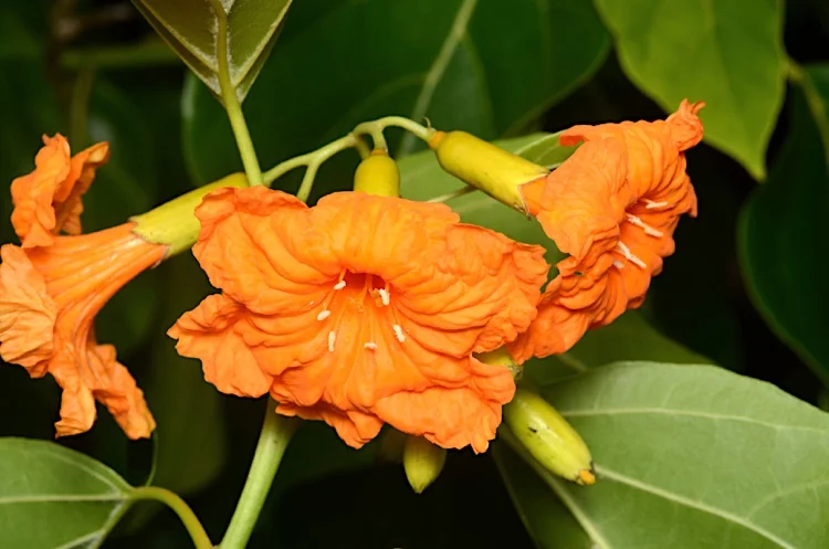 Cordia subcordata (Sea Trumpet) — Territory Native Plants