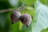 Cordia subcordata (Sea Trumpet) — Territory Native Plants