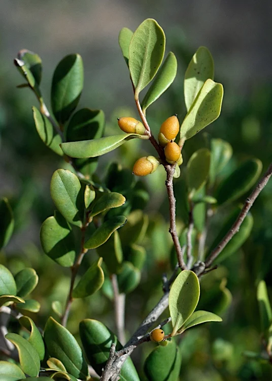 Diospyros humilis (Small Leaved Ebony) — Territory Native Plants