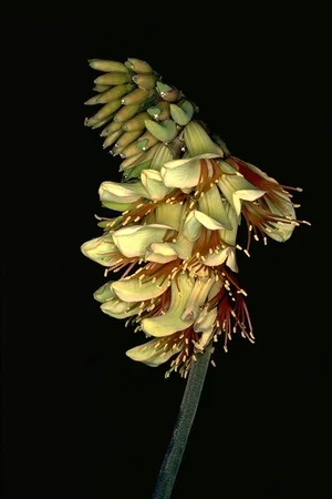 Erythrina vespertilio (Batswing Coral Tree) — Territory Native Plants