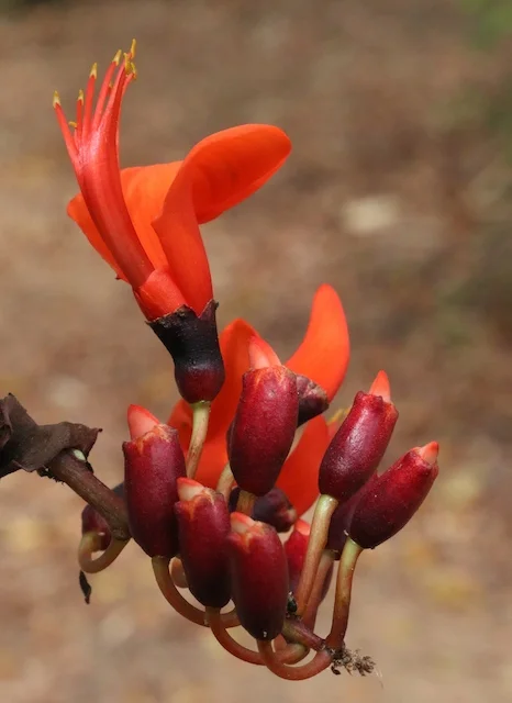 Erythrina vespertilio (Batswing Coral Tree) — Territory Native Plants