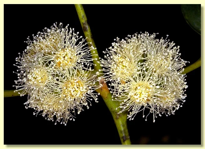Eucalyptus alba (White Gum) — Territory Native Plants