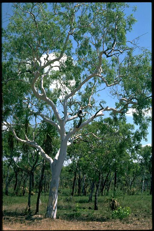 Eucalyptus alba (White Gum) — Territory Native Plants