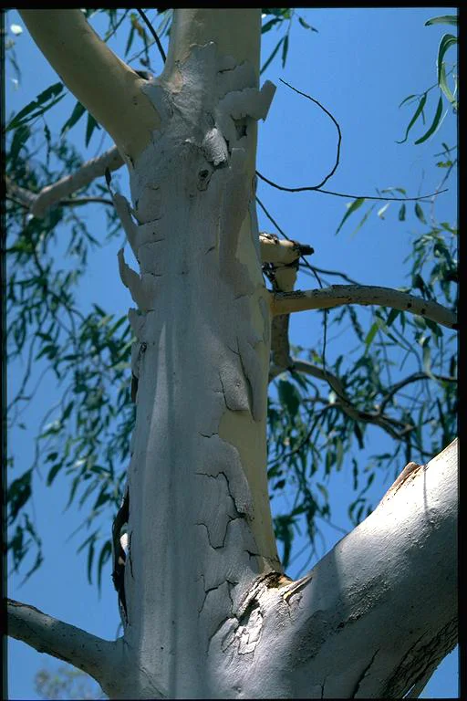 Eucalyptus alba (White Gum) — Territory Native Plants
