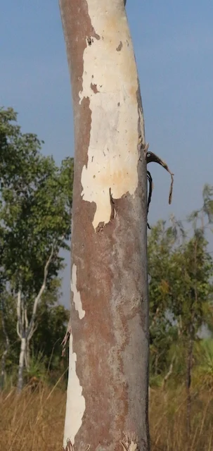 Eucalyptus alba (White Gum) — Territory Native Plants