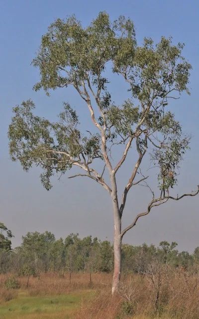 Eucalyptus alba (White Gum) — Territory Native Plants