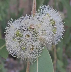 Eucalyptus alba (White Gum) — Territory Native Plants