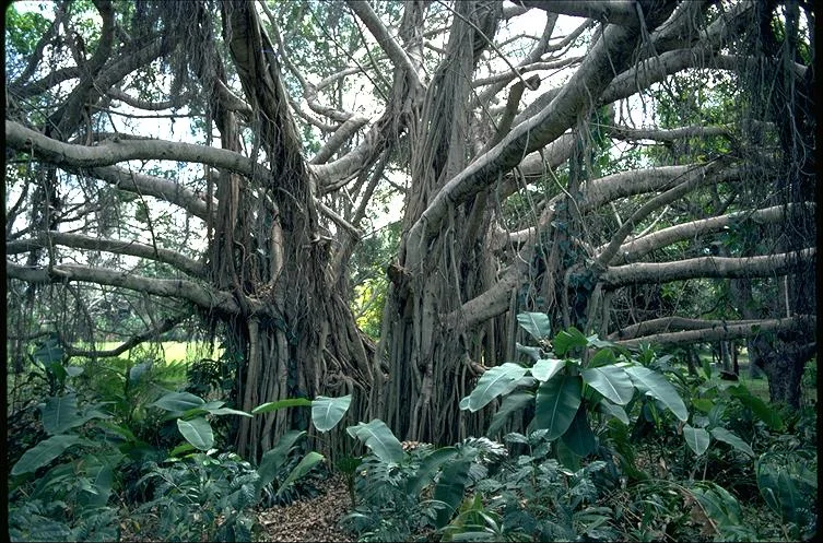 Ficus virens (Banyan) — Territory Native Plants