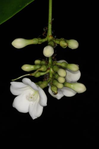 Utania racemosa (syn: Fagraea racemosa) — Territory Native Plants