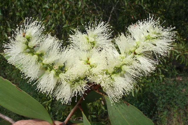 Melaleuca viridiflora — Territory Native Plants