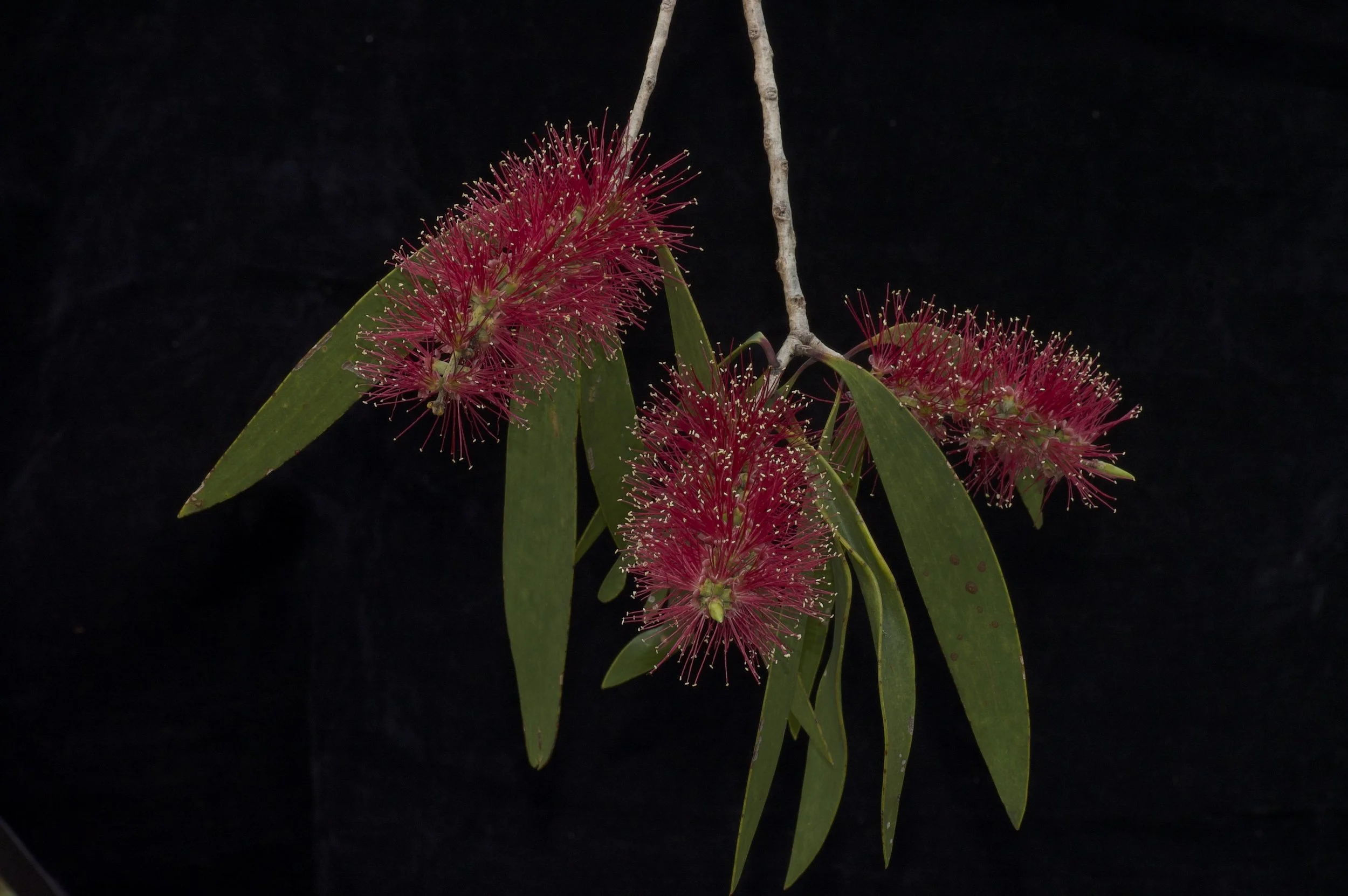 Melaleuca viridiflora — Territory Native Plants