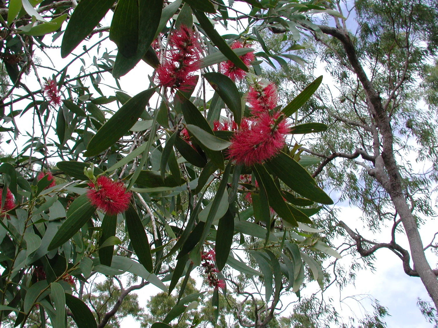 Melaleuca viridiflora (Flowering Paperbark) — Territory Native Plants