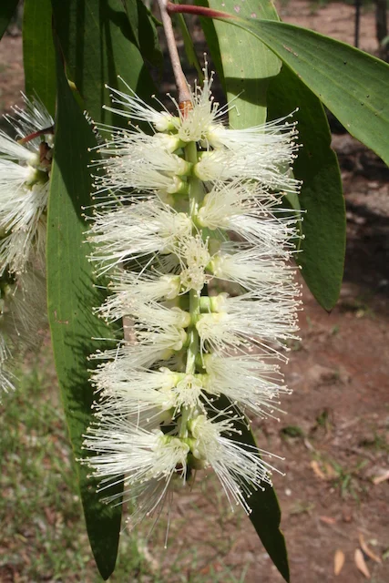 Melaleuca viridiflora (Flowering Paperbark) — Territory Native Plants