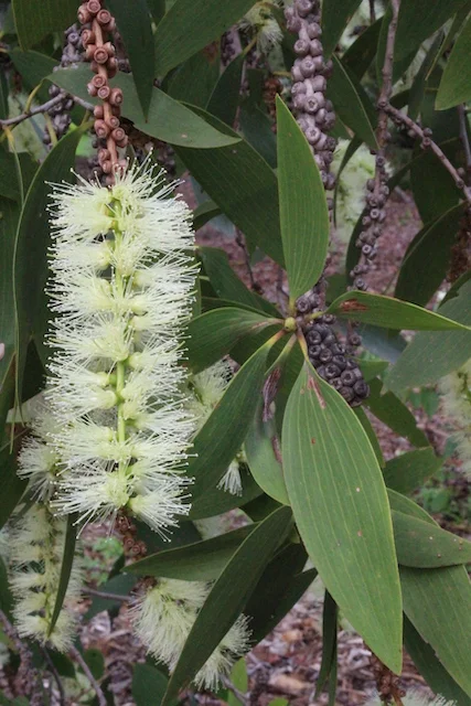 Melaleuca viridiflora (Flowering Paperbark) — Territory Native Plants