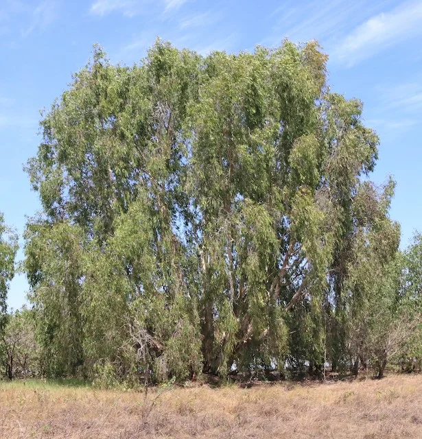 Melaleuca viridiflora — Territory Native Plants