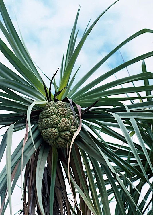 Pandanus spiralis (Screw Palm) — Territory Native Plants