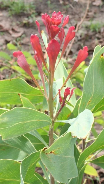 Persoonia falcata (Milky Plum) — Territory Native Plants