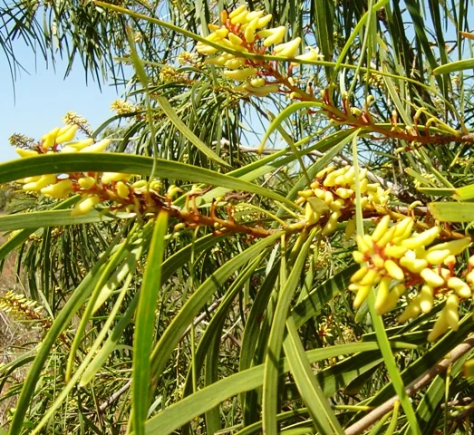 Persoonia falcata (Milky Plum) — Territory Native Plants